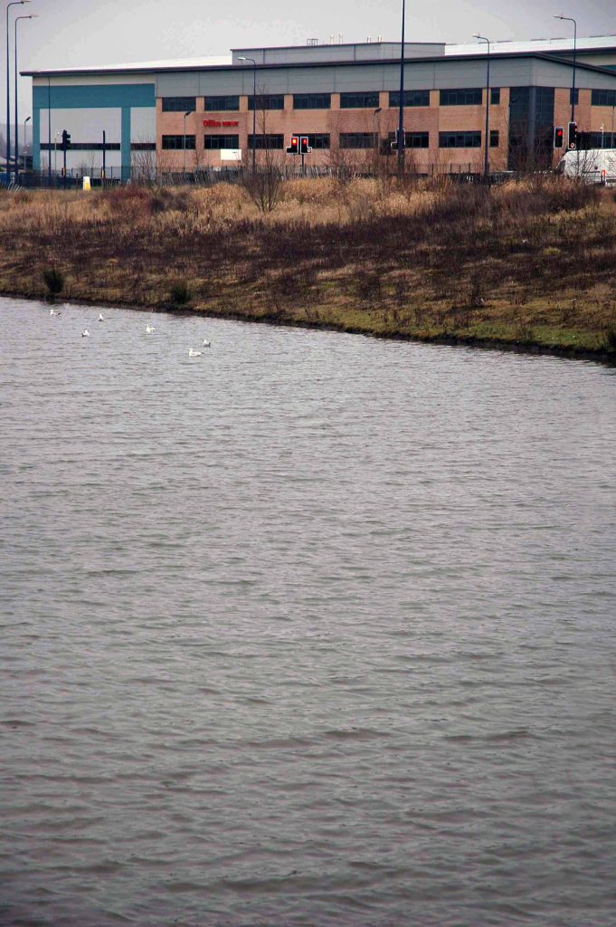 Ashton Moss – Modern Mooch