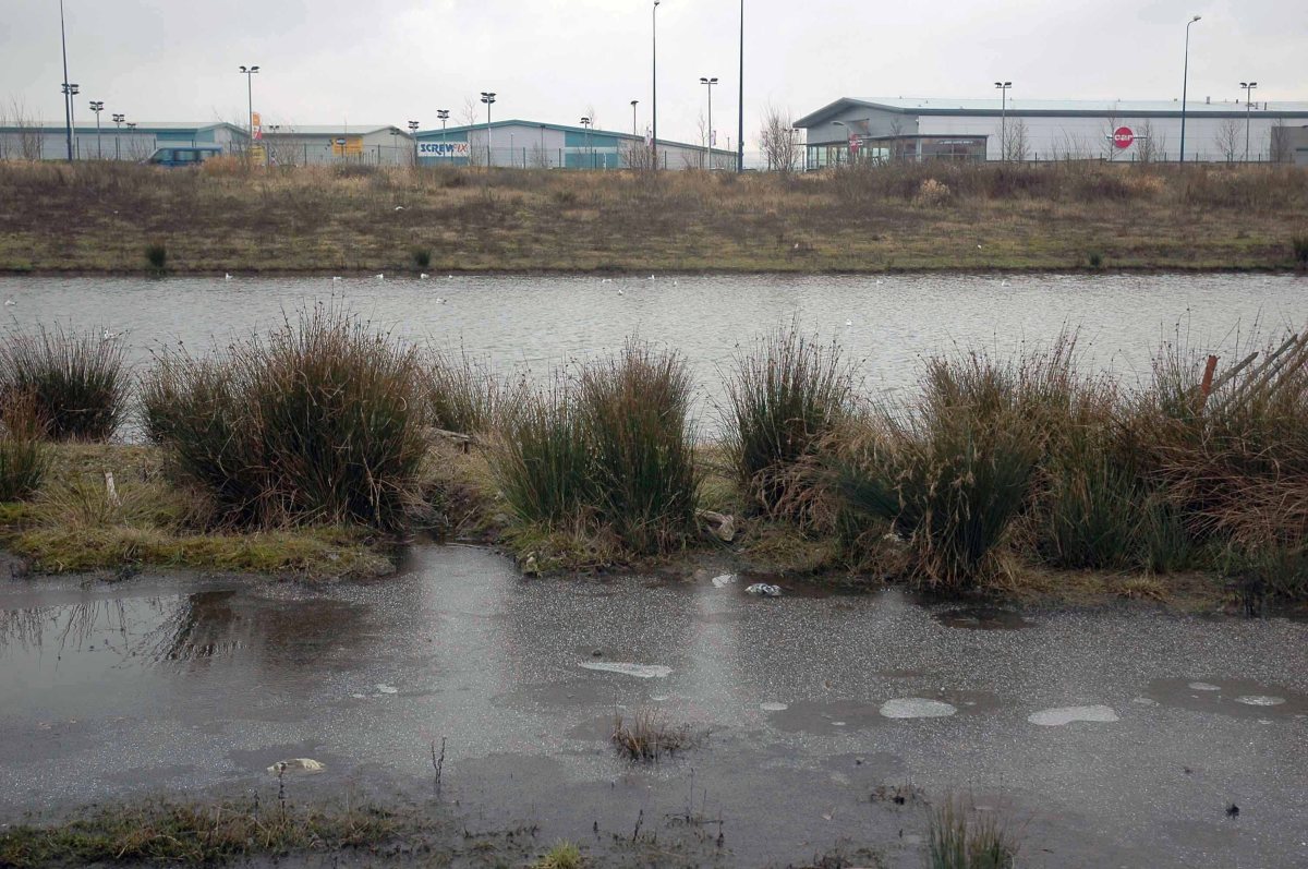 Ashton Moss – Modern Mooch