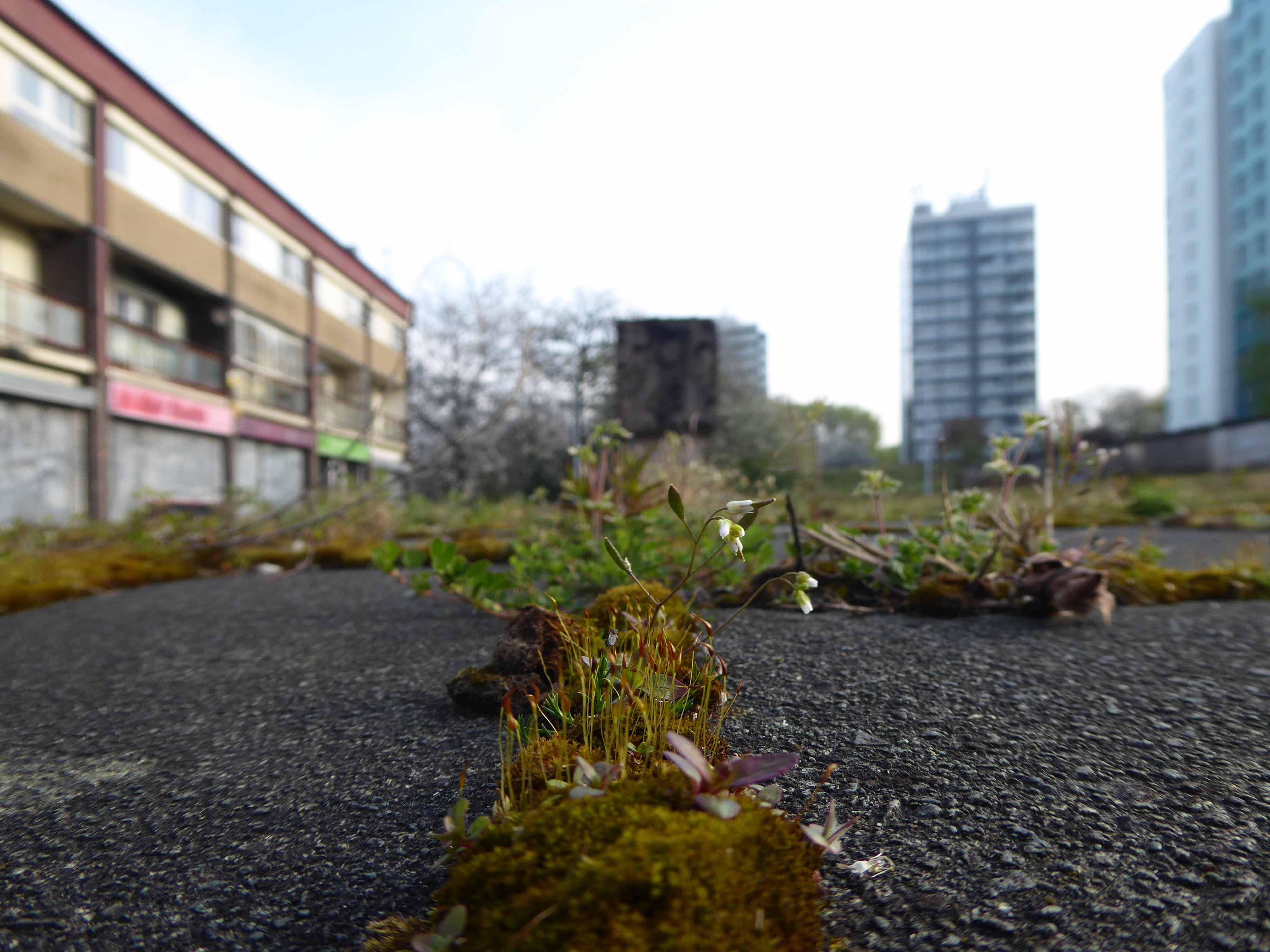 William Mitchell – Collyhurst – Modern Mooch