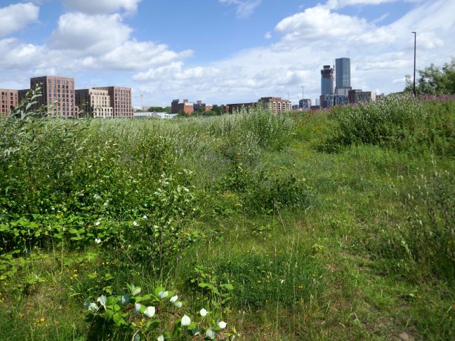 Pomona Island 2025 – Modern Mooch